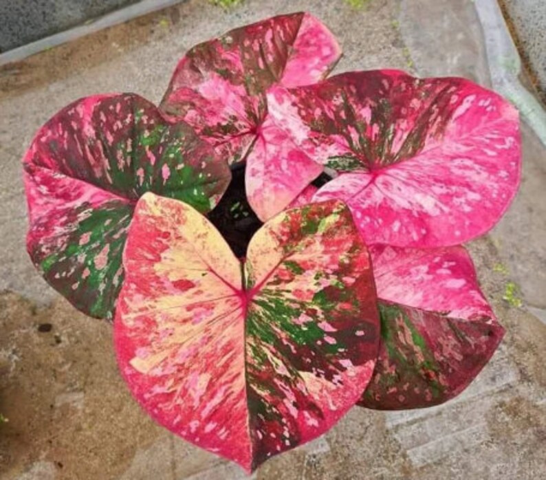 Alocasia Pink Velvet white Plantación abigarrada de media luna rosa y ...
