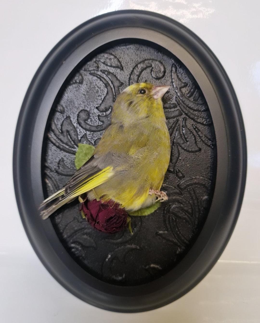 Taxidermy Canary Taxidermy Gothic Home Skulls Skeletons Oddities ...