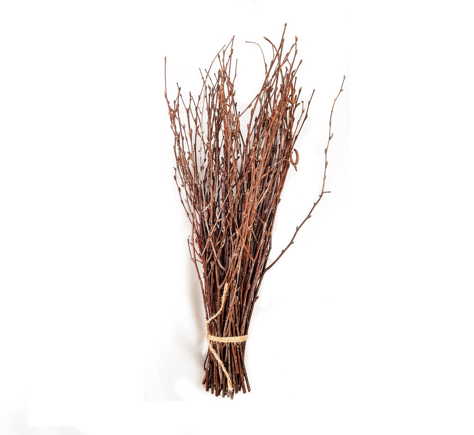 Birch Tree Branches 50 Pcs. - Etsy