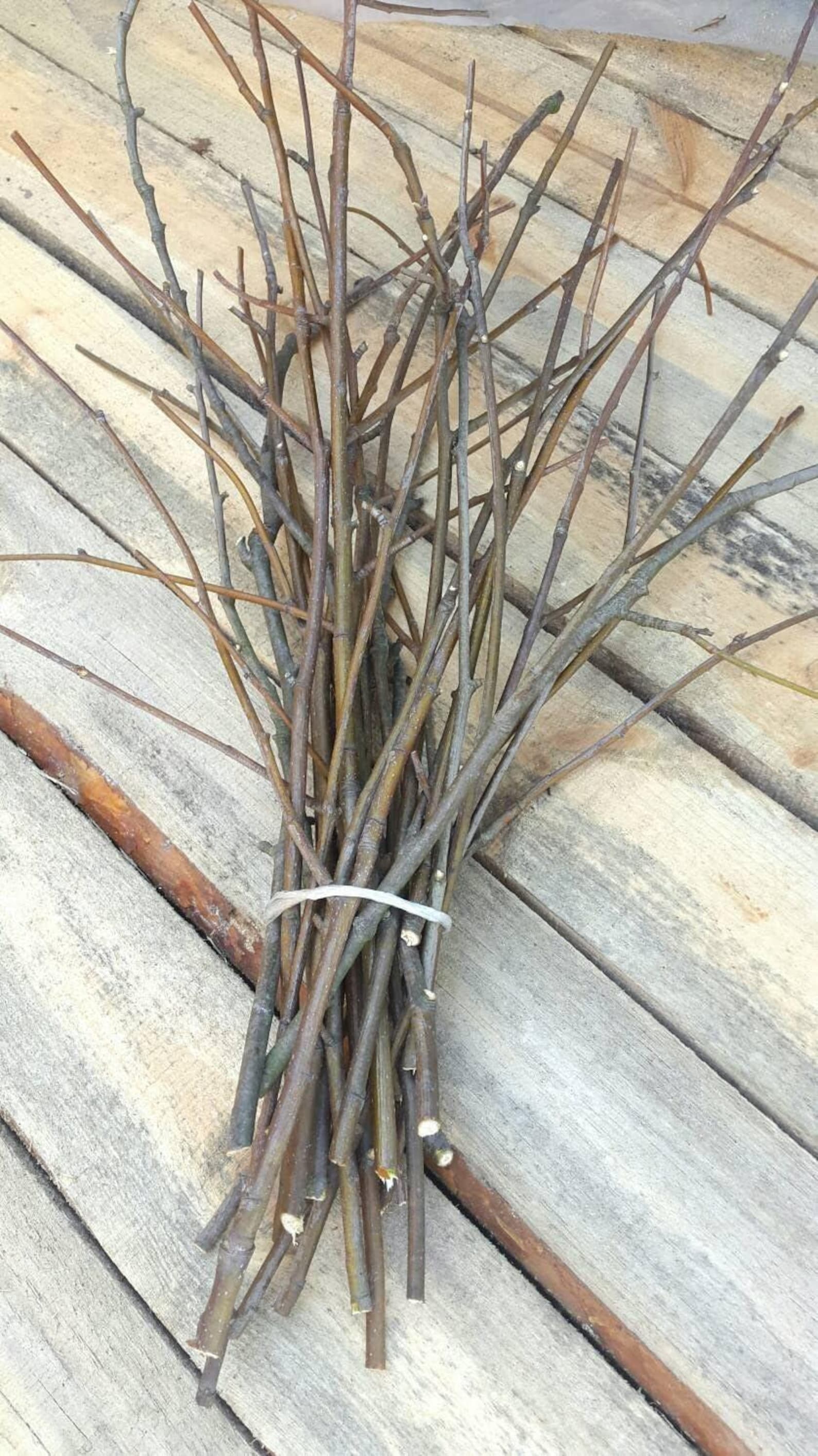 25 Rowan Twigs: Wiccan Amulet Wood Sticks, DIY Craft Supply - Etsy