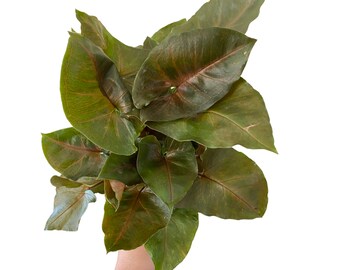 Maria Syngonium | Etsy