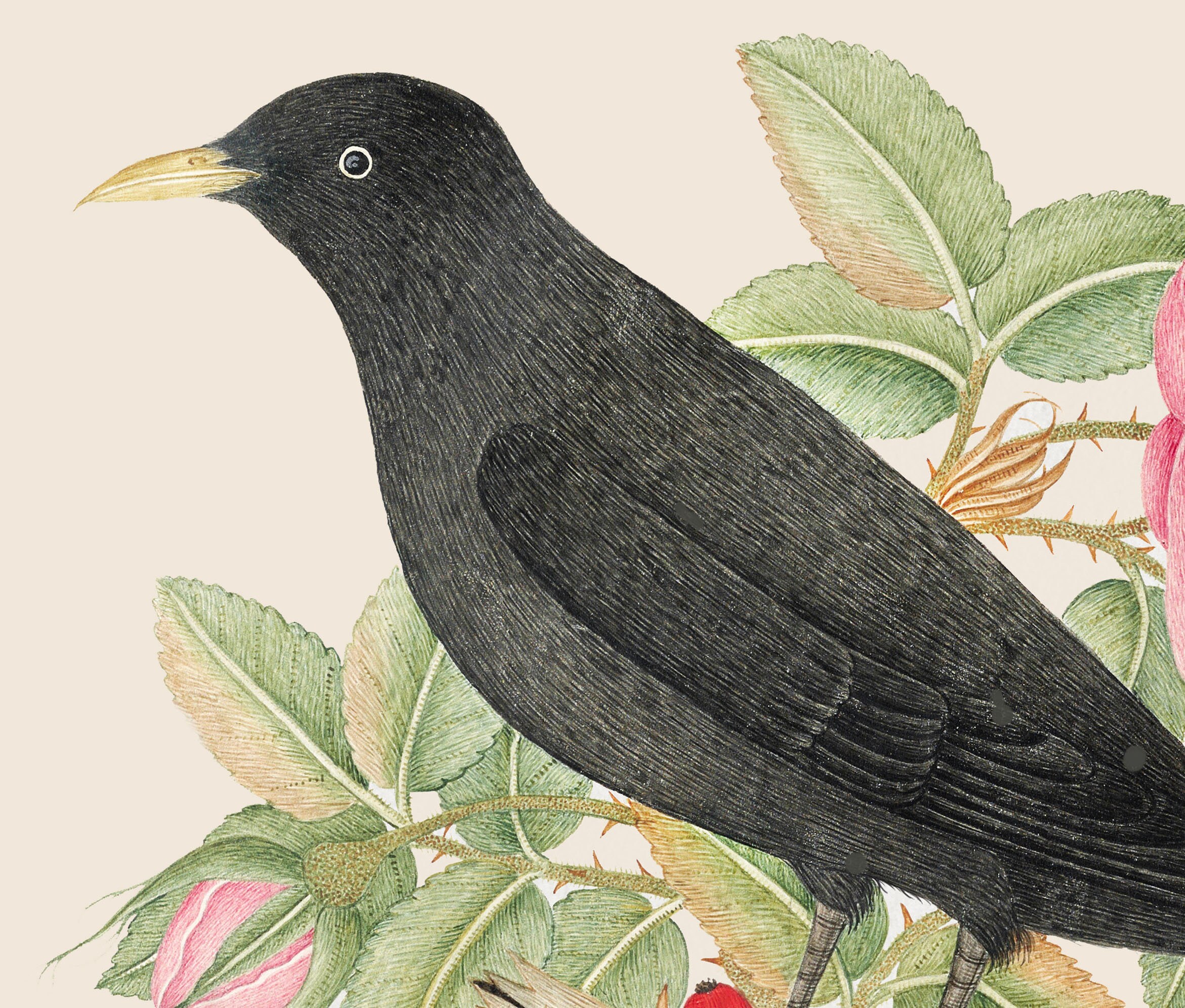 INSTANT VINTAGE ART PRINTABLE, merle, nature nature nature nature ...