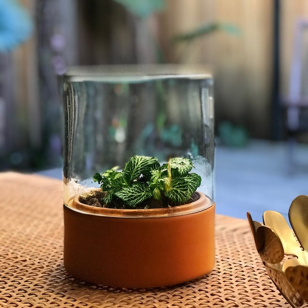 Closed Terrarium - Etsy
