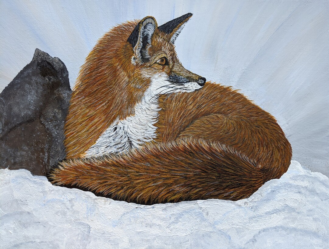 ORIGINAL Reduced Red-tailed Fox Relaxing in Snow - Etsy