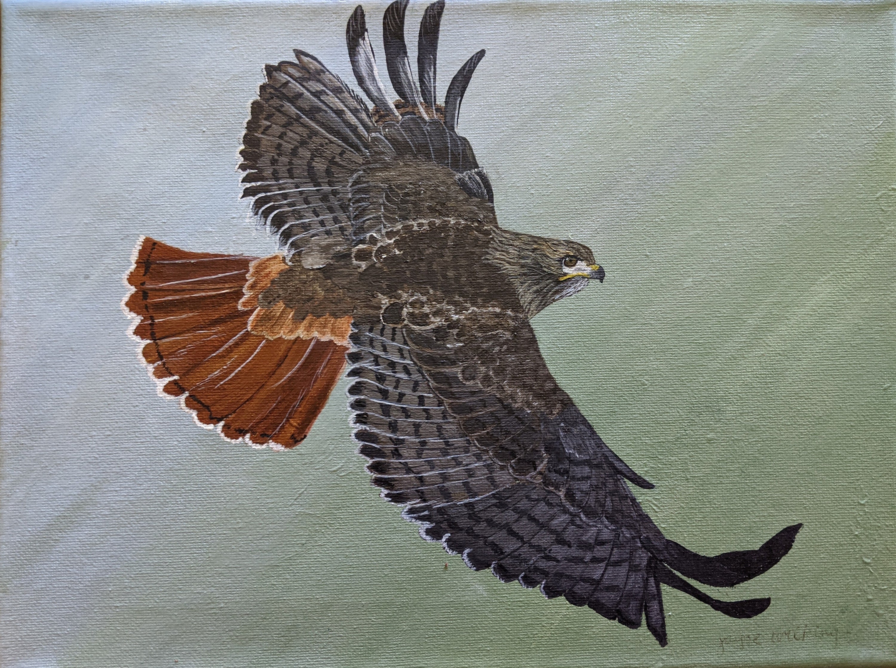 Red Tailed Hawk Flying Drawing