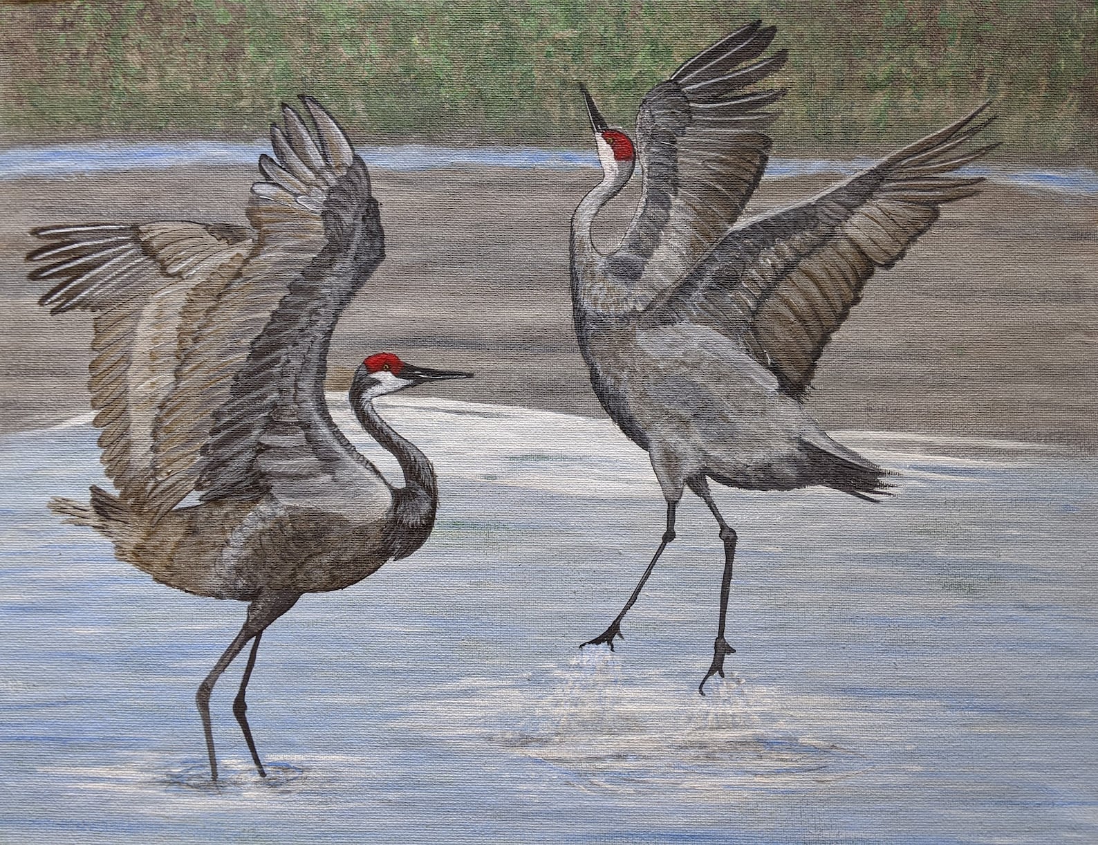 Sandhill Cranes Mating Dance - Etsy