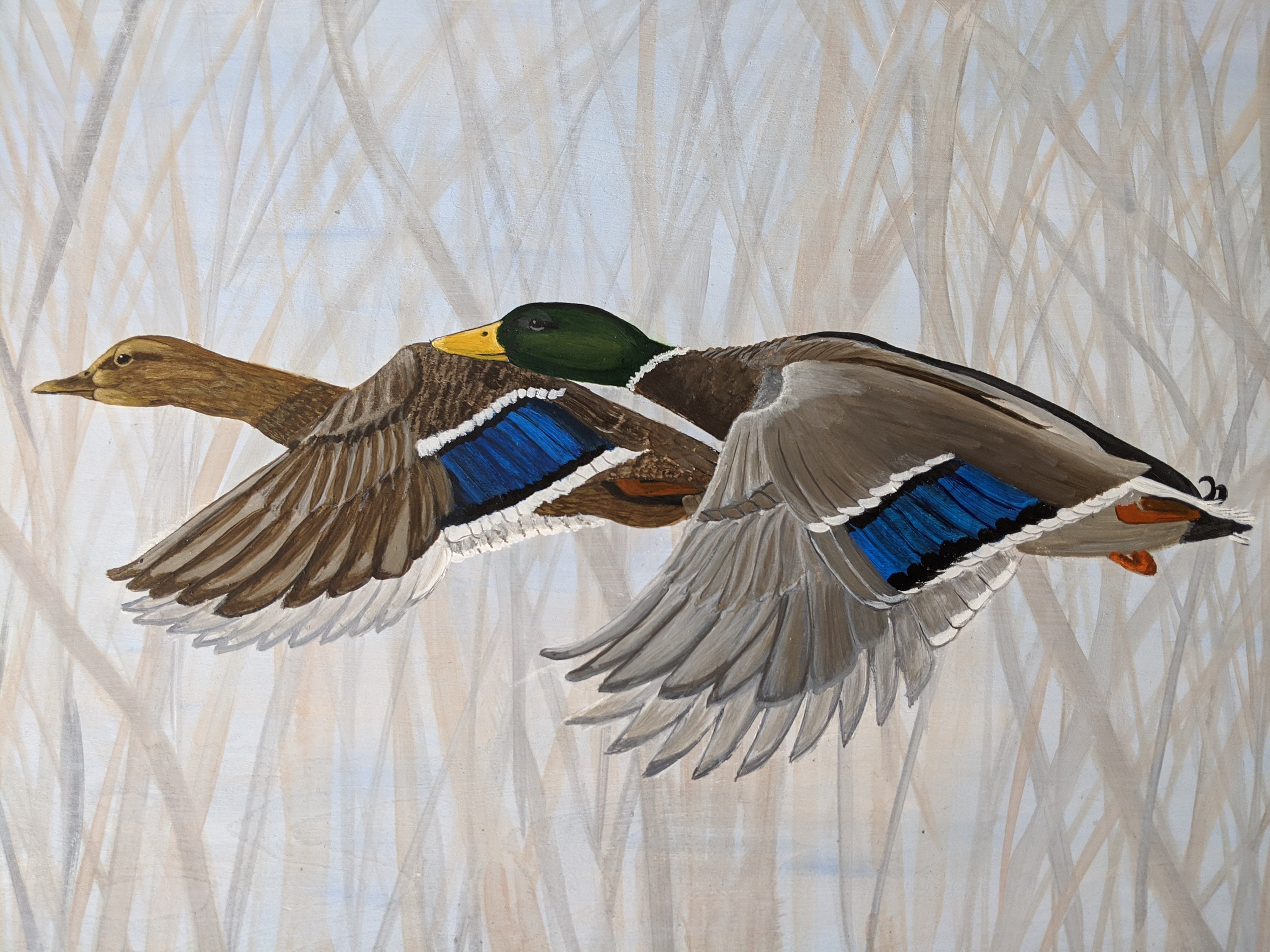 Mallard Flying Drawing