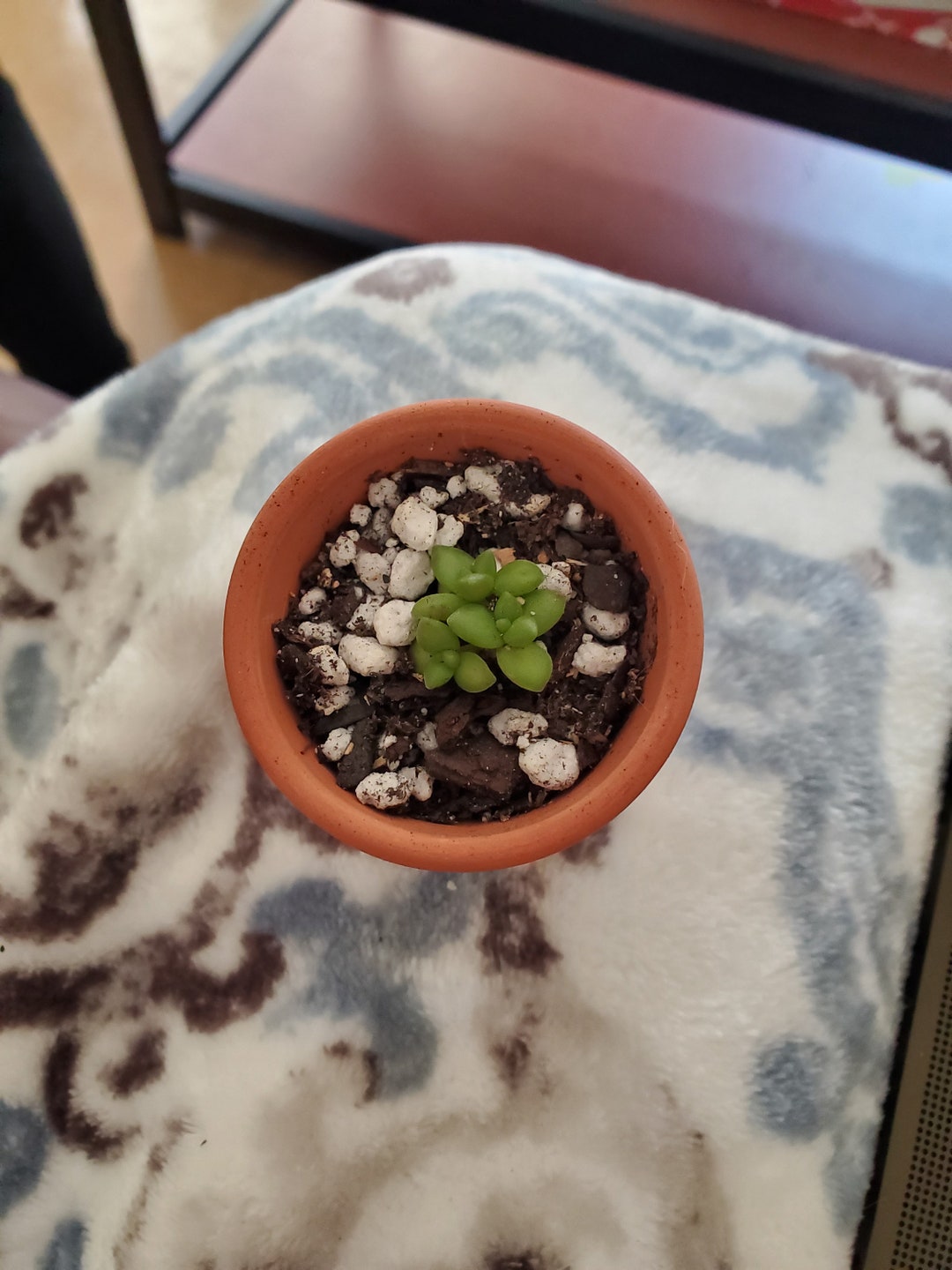 Succulent Props - Etsy