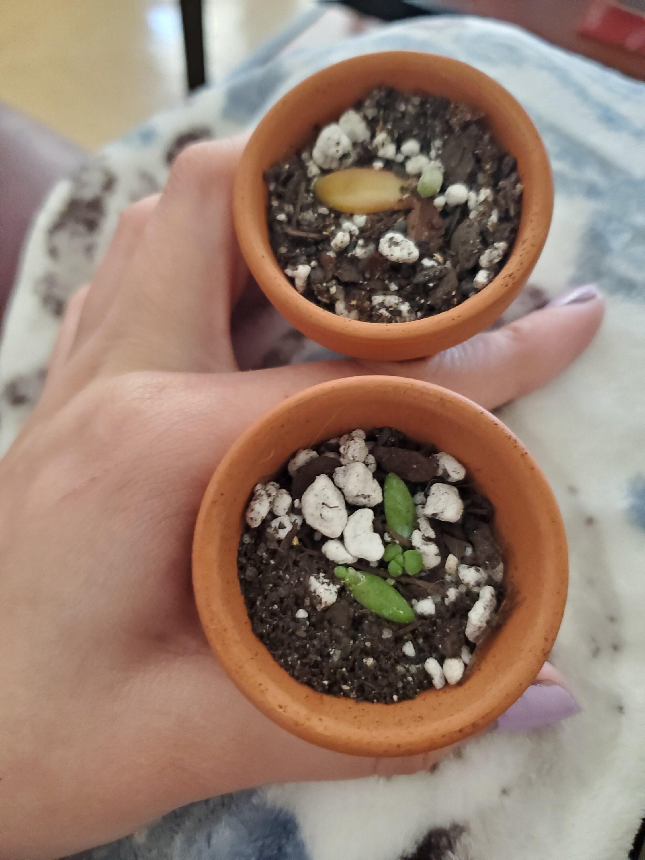 Succulent Props - Etsy