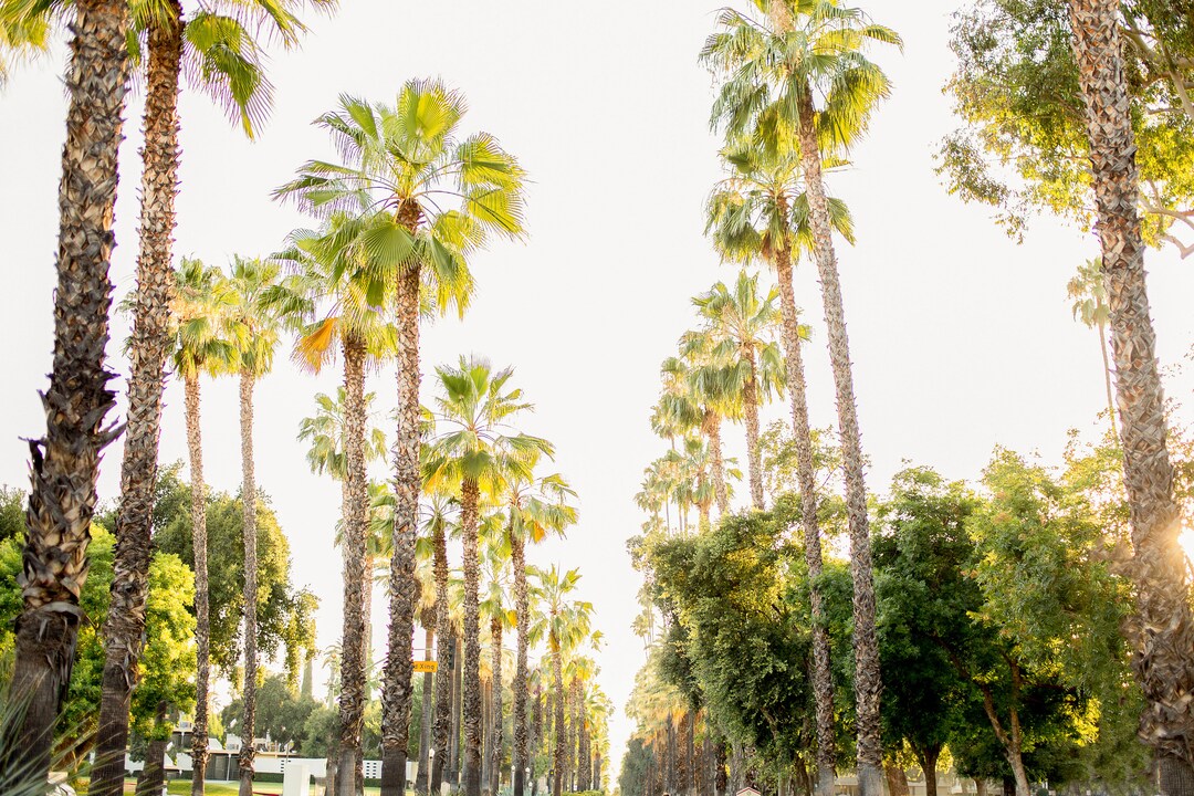 Digital Downloadable Print of Palm Trees From Redlands, California. - Etsy