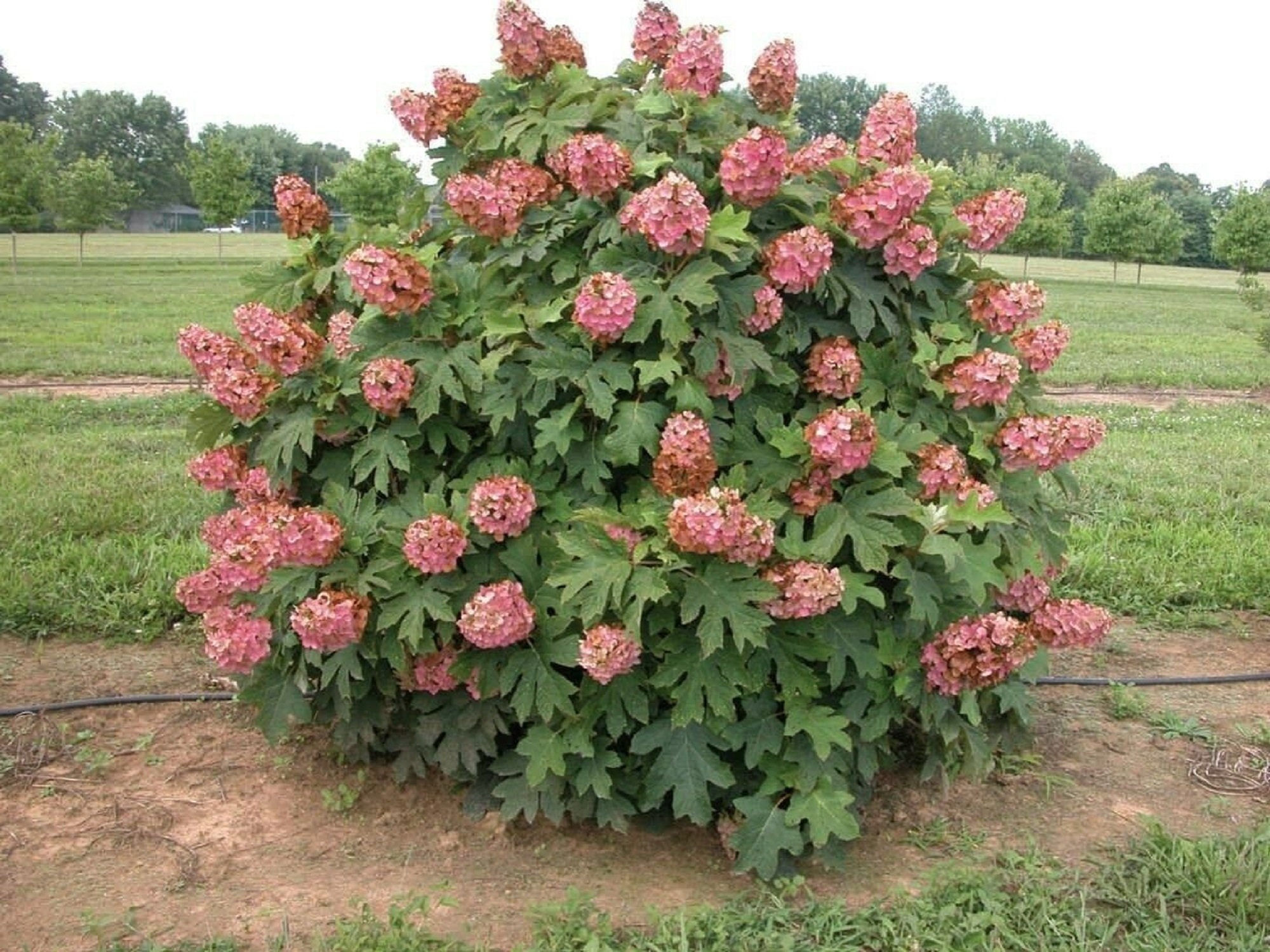 RUBY SLIPPERS Oakleaf Hydrangea shrub 6-10 in height in | Etsy