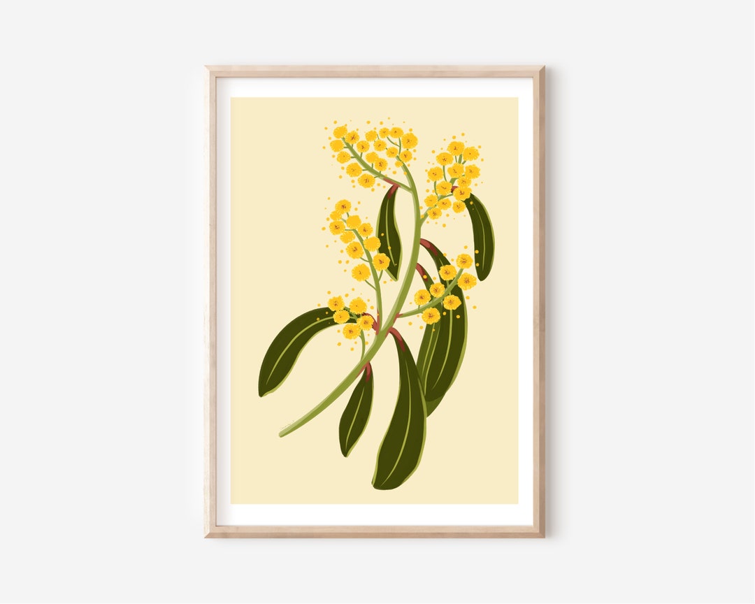 Australian Native Flower Yellow Wattle Flower Art Print A4 - Etsy