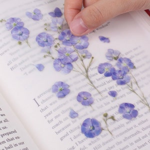 Appree Flax Pressed Flower Stickers - Etsy