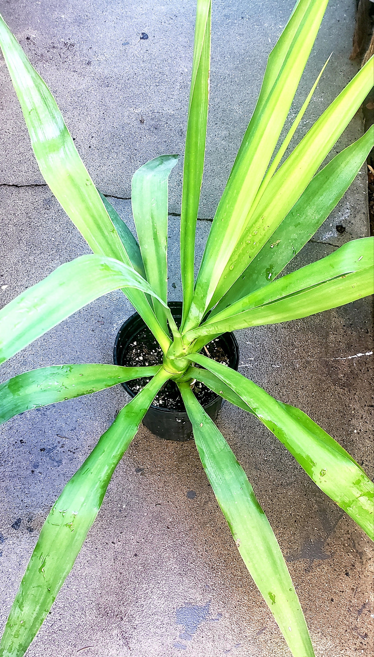Yucca Y. aloifolia Spineless Yucca / Stick Yucca Gallon | Etsy