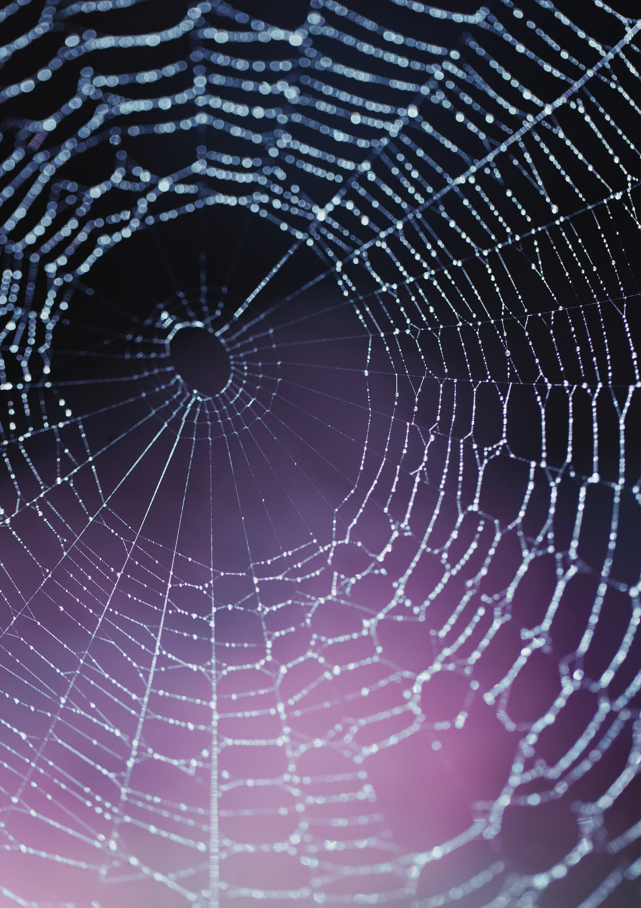 Spiderweb Art, Instant Download, Printable Wall Art, Digital File ...
