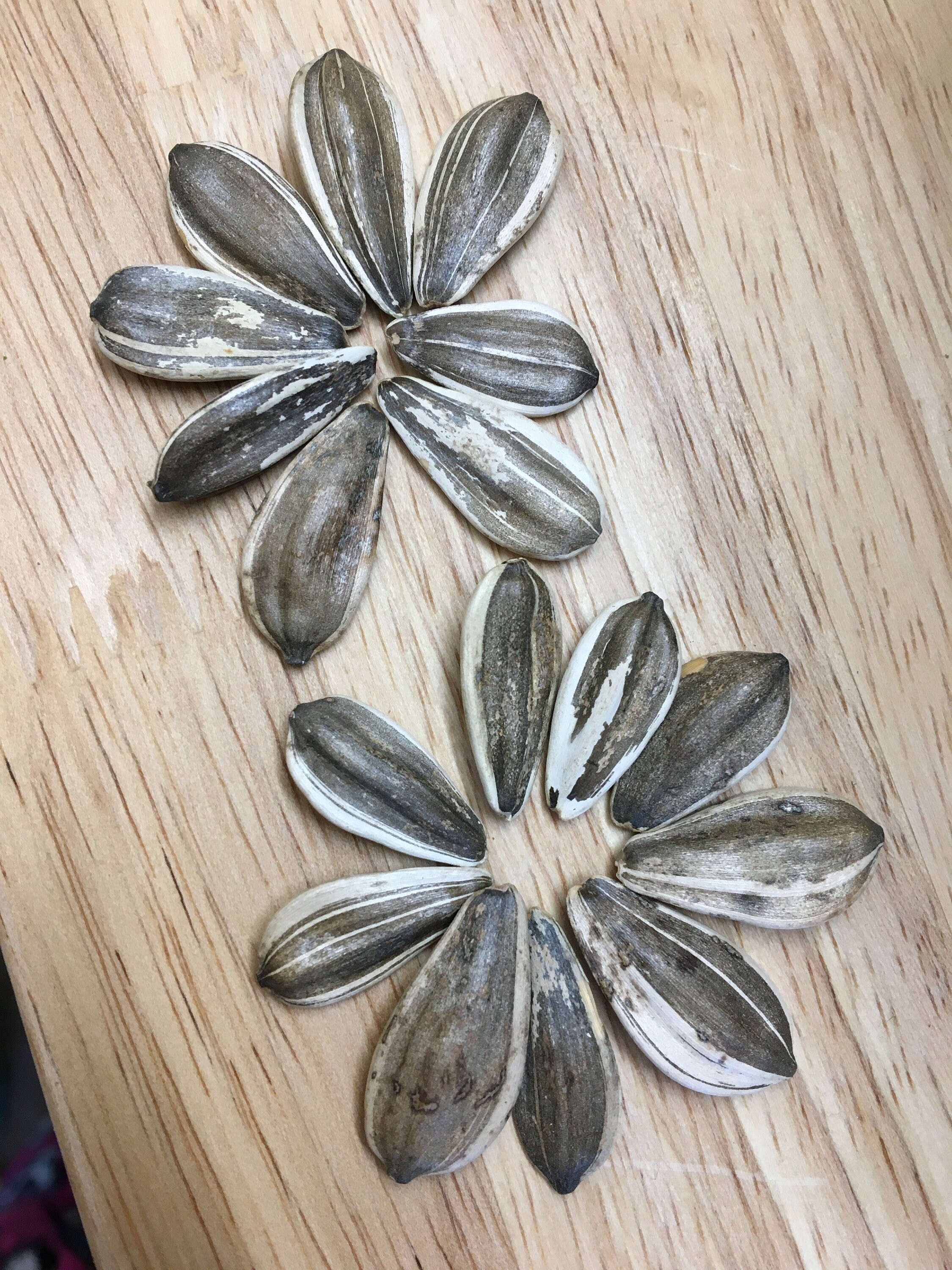 ISRAELI SUNFLOWER SEEDS (raw, in Shell) - Etsy