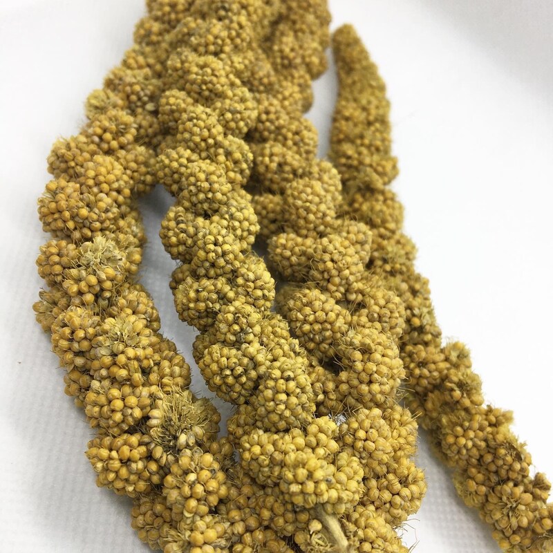 Millet - Etsy