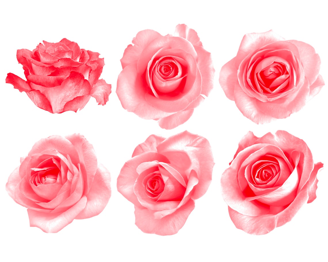 Floral Roses Flower Procreate Brush Stamps Set 2, 29 Roses Stamps - Etsy