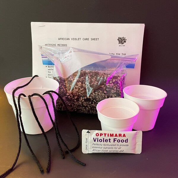 African Violet Starter - Etsy