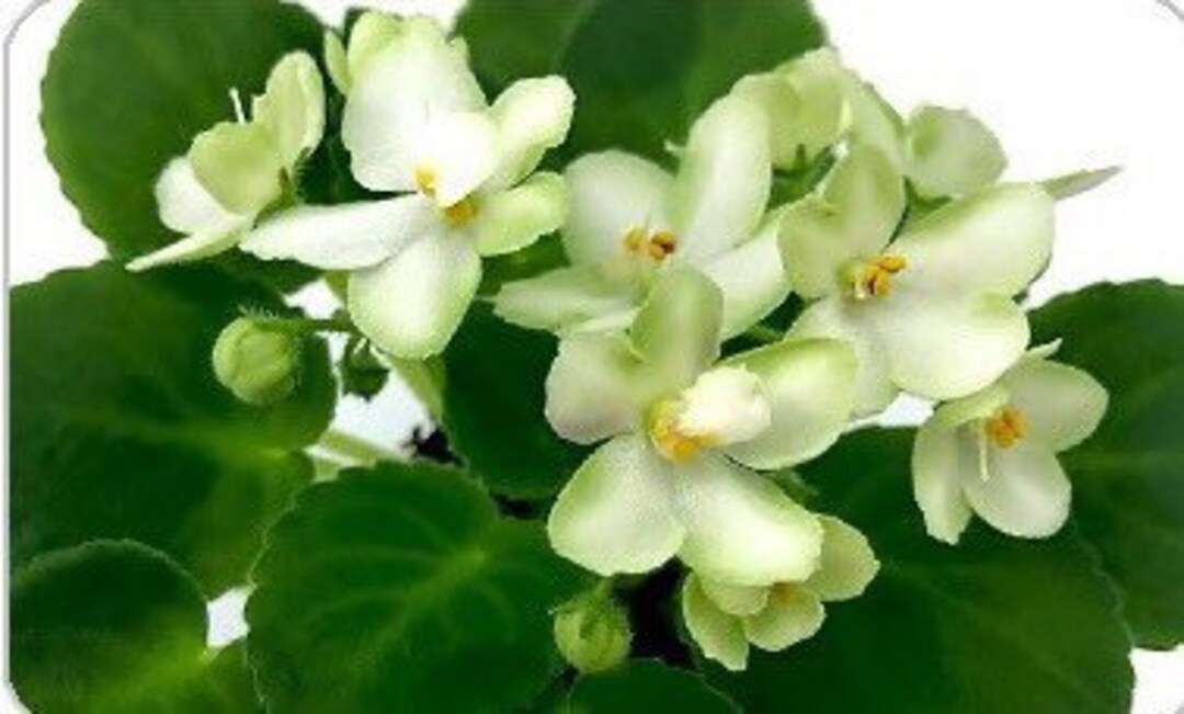 Optimara Little Soprano African Violet Plant starter - Etsy