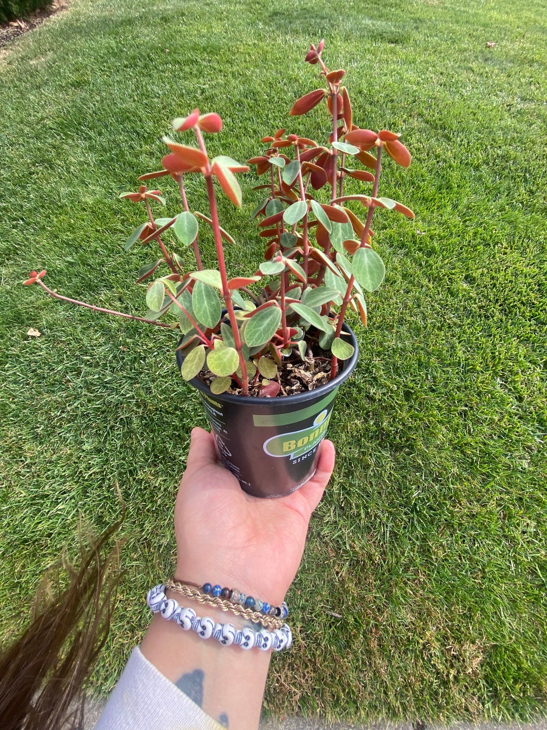 Red Log peperomia Verticillata 4 Inch Live House Plant - Etsy