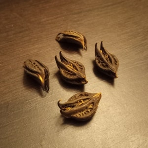 Bat's Head Root | Devil's Pod - Etsy