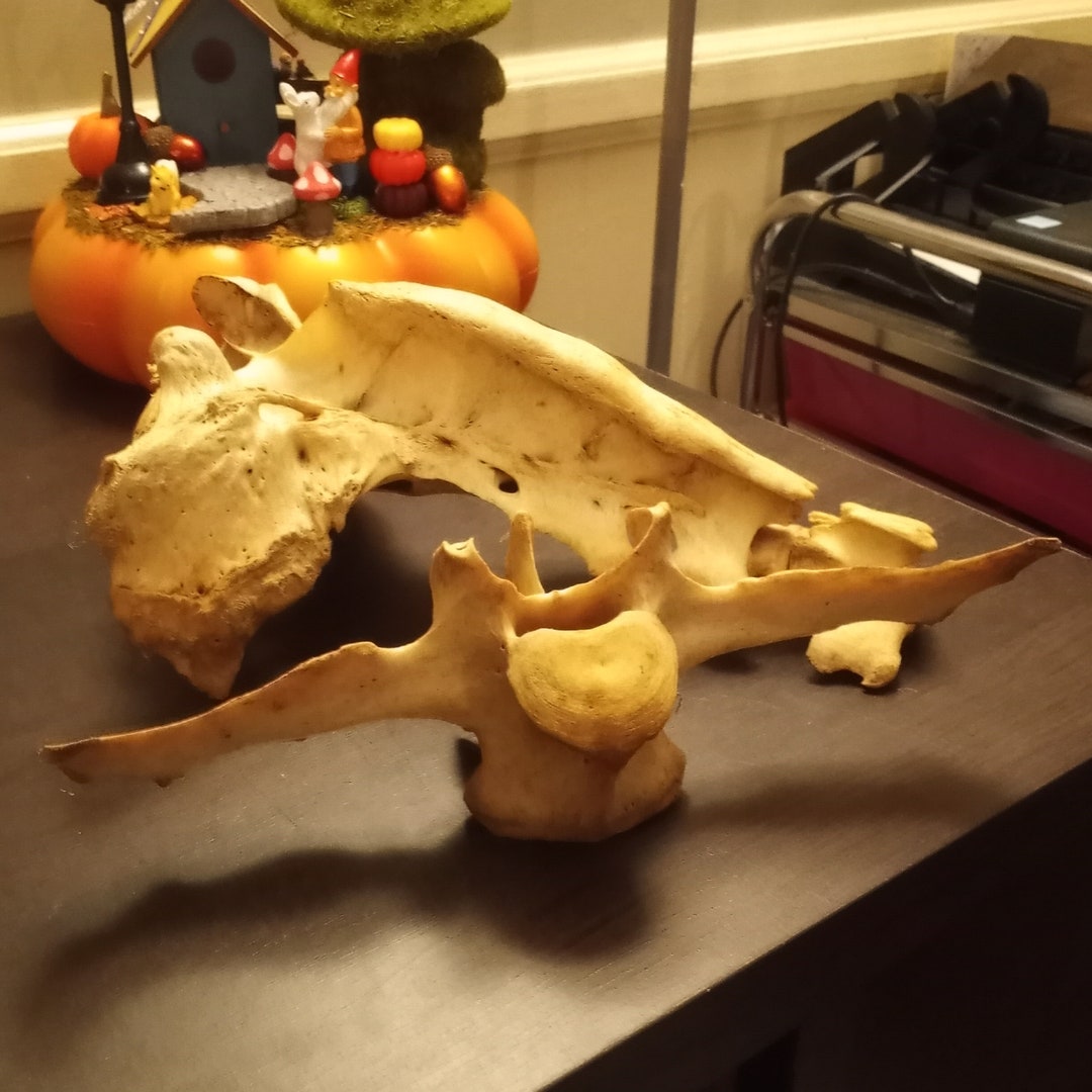 Cow Vertebrae Bones - Etsy