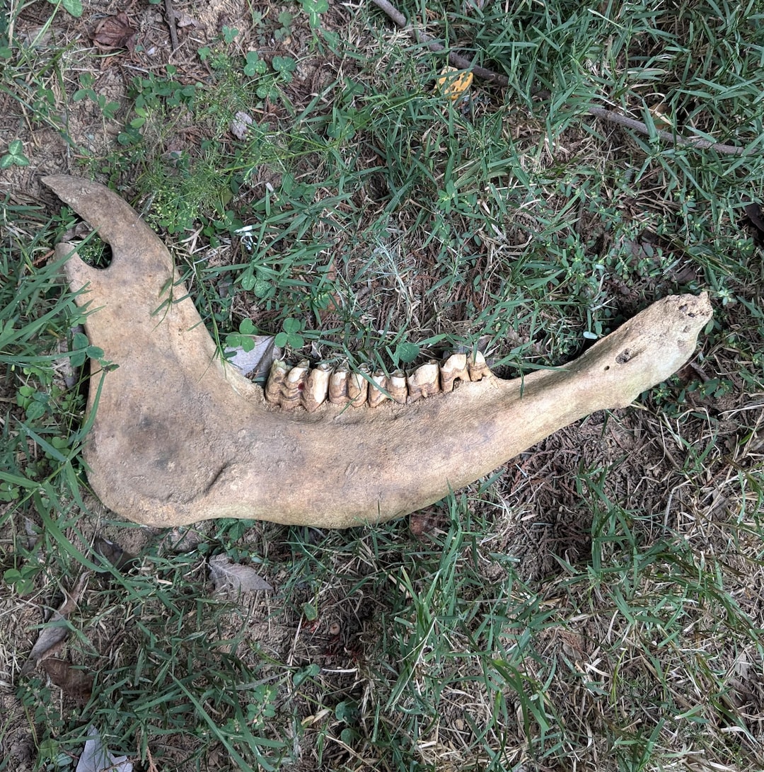 Bovine Cow Mandible Jaw Bone - Etsy