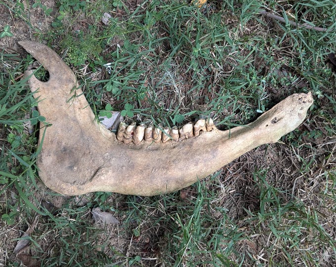 Bovine Cow Mandible Jaw Bone - Etsy