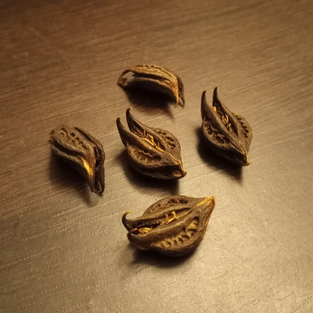 Bat's Head Root | Devil's Pod - Etsy