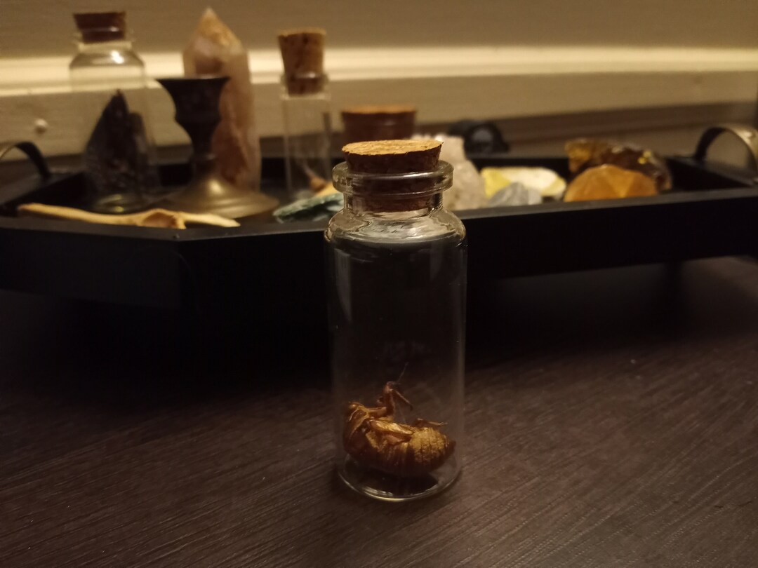 Brood X Cicada Exoskeleton - Etsy