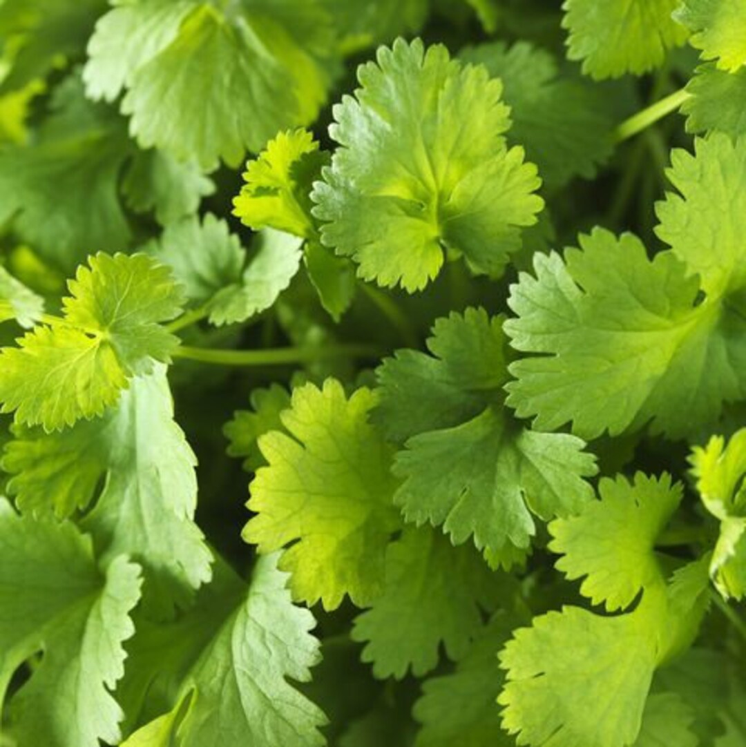 Big Leave Cilantro 3 Gram Seeds, at Least 4 Bags Seeds for Shipping ...