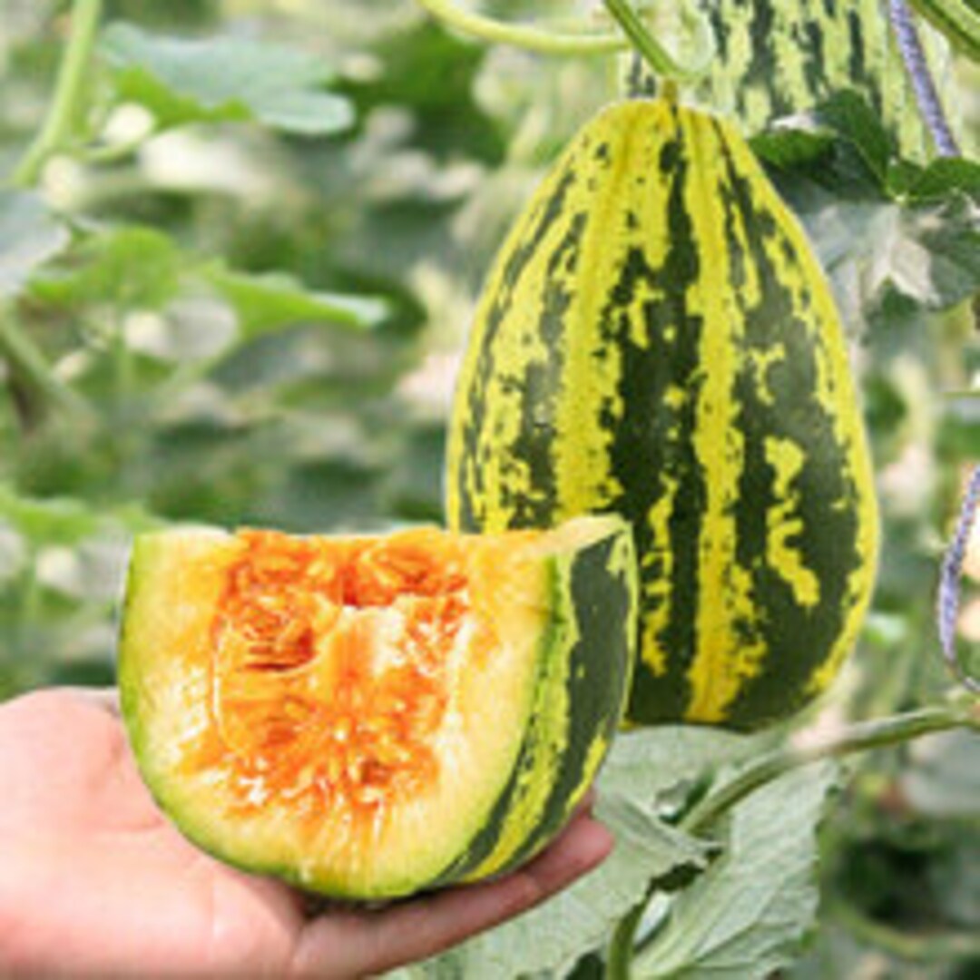 Icy Sugar “冰糖子” Sweet Melon 15 Seeds at Least Buy 4 Bags in Spring, Mix ...