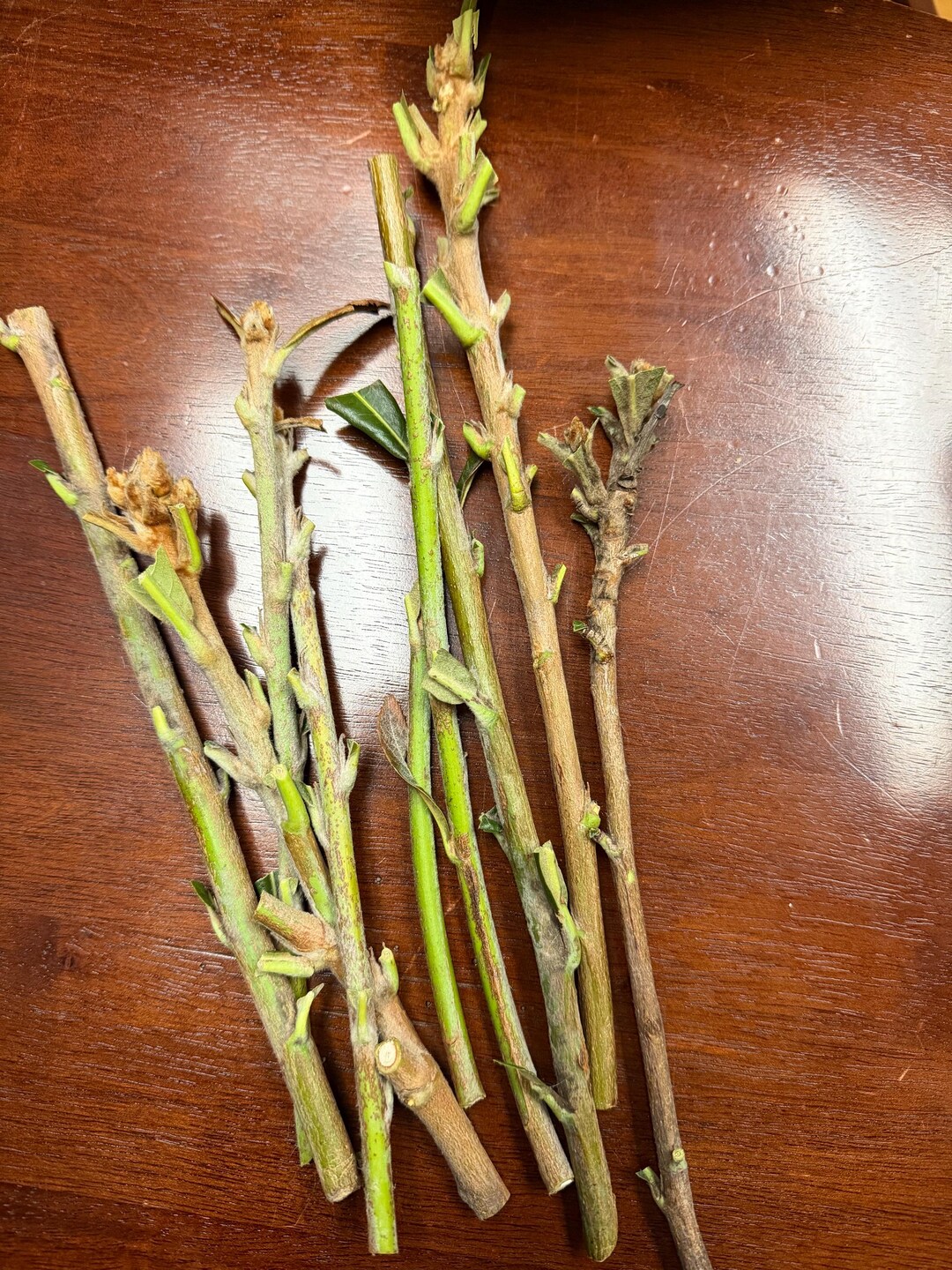 白沙枇杷枝条 Soft Baisha Loquat Cuttings for Grafting and Propagating ...