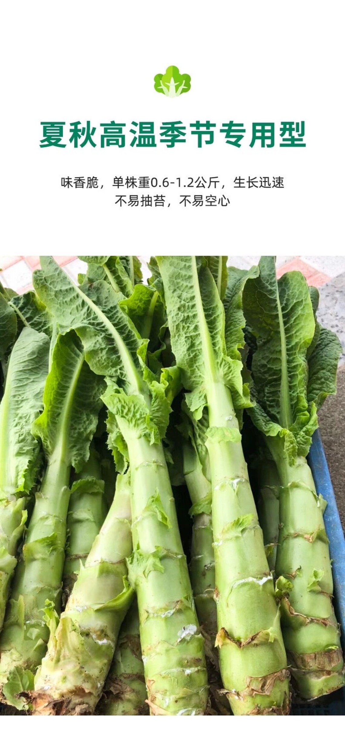 Celtuce Seeds (stem Lettuce) | Summer Growing，夏圣莴笋, at Least 4 Bags of ...