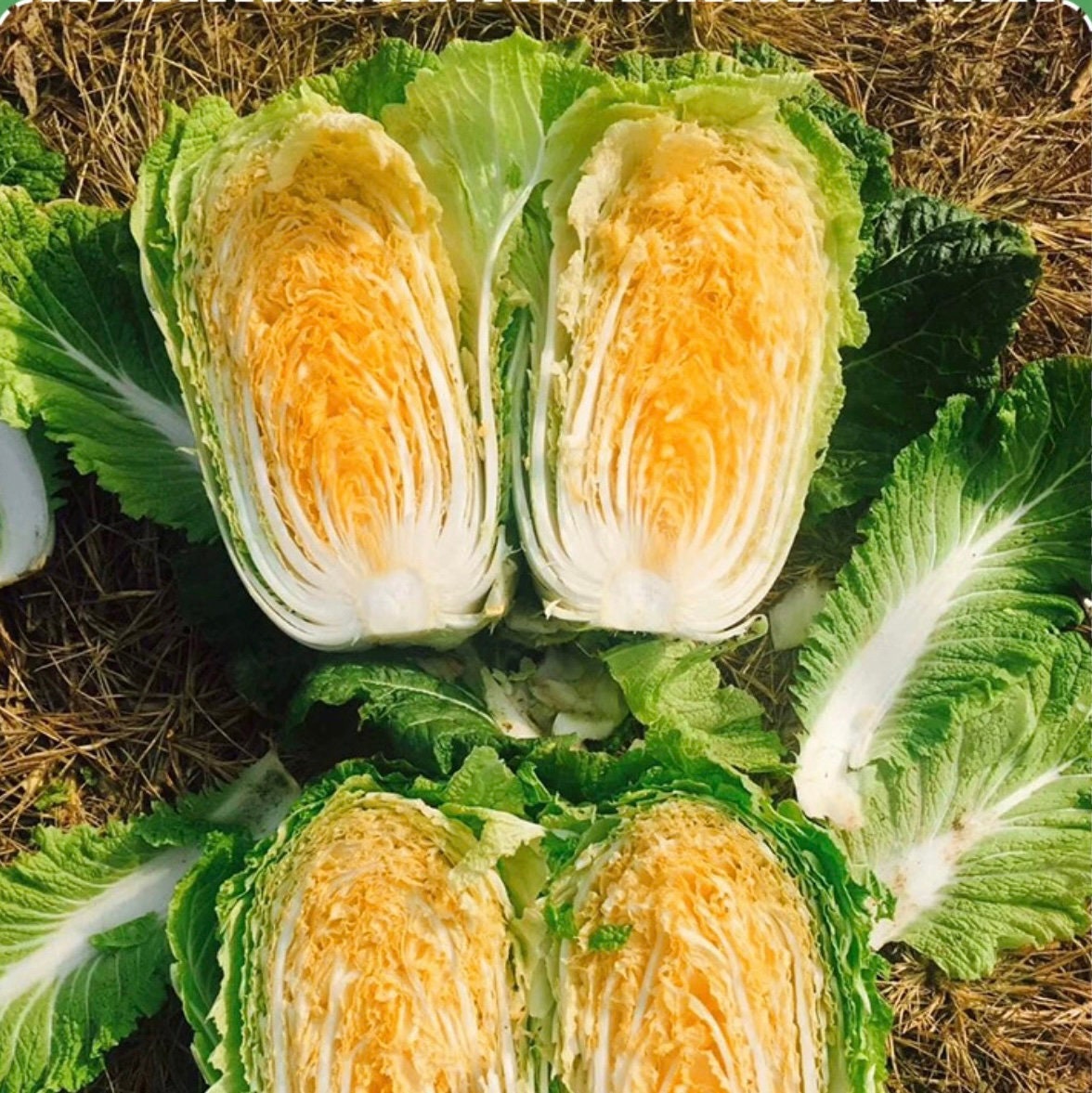 Orange Heart Mini Napa Cabbage Seeds” 橘红心娃娃菜”,at Least 4 Bags of Seeds ...