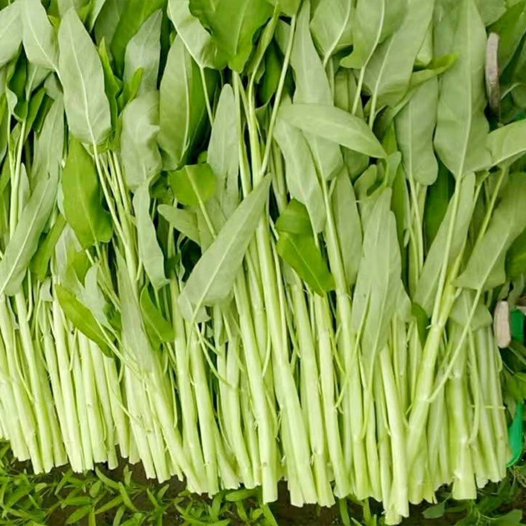 Vigorous White Stalk Water Spinach”柳叶” 3 Gram Seeds,at Least 4 Bags of ...