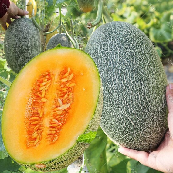 Melón De Miel De Xinjiang Unlocking Xinjiang Charms | 'Grandpa Melon'