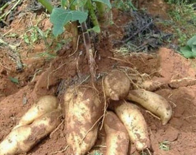 4 Yacón Snow Lotus Rhizomes for Planting Only red Meat & Yellow Meat ...