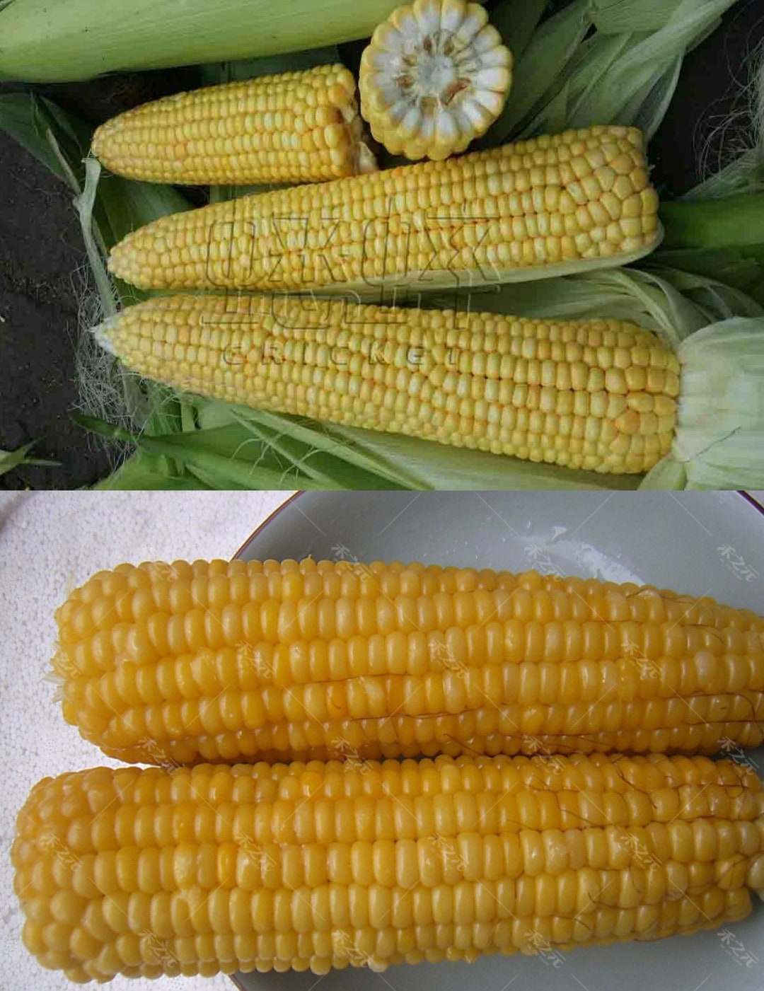 Traditional Yellow Sticky Waxy Corn 30 Seeds,at Least 4 Bags of Seeds ...
