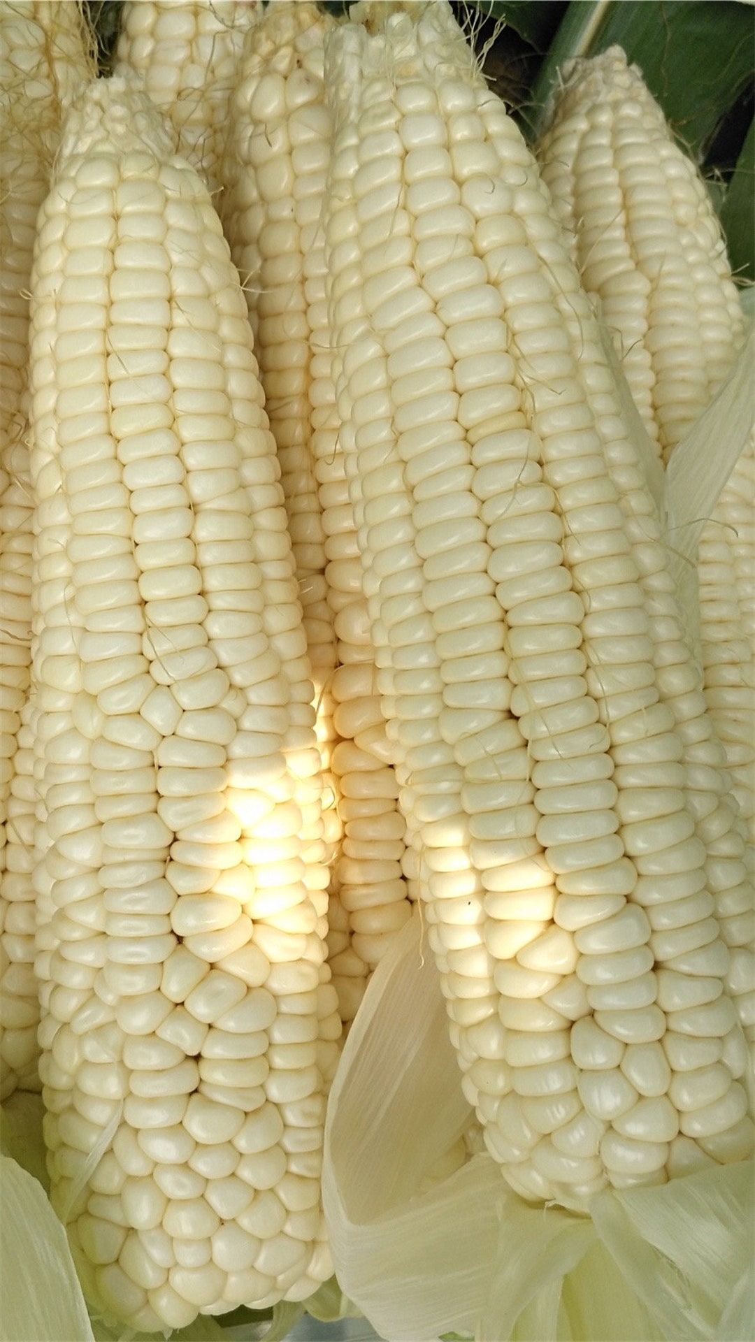 White Sticky Waxy Corn Around 30 Seeds,at Least 4 Bags of Seeds for ...