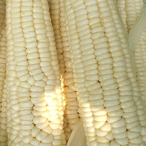 Waxy Corn Seeds - Etsy