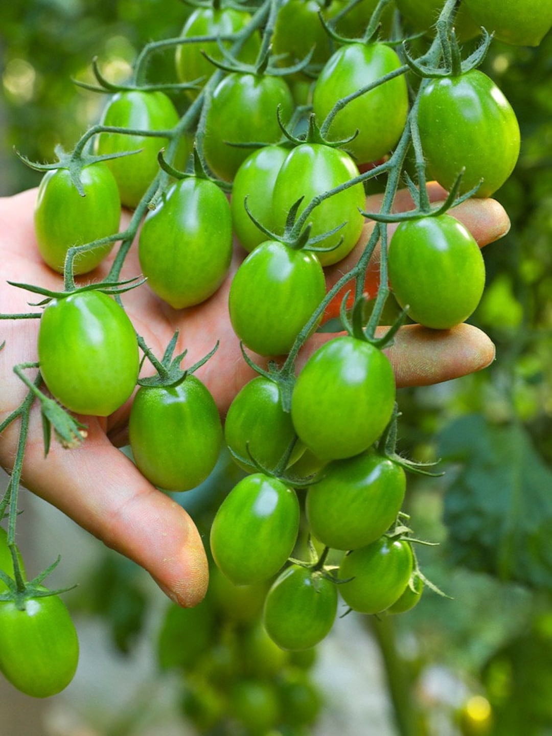 New Green Cherry Tomato “贼不偷” 20 Seeds,at Least 4 Bags of Seeds for ...