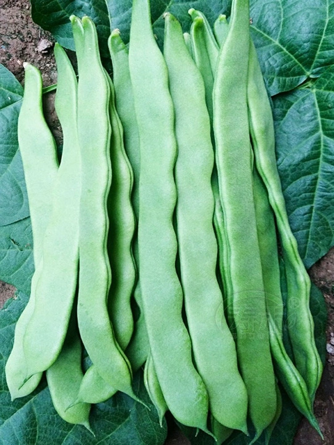 Super Stringless Flat Bean， “超级绿龙王“, Resistant to Both Cold and Hot ...