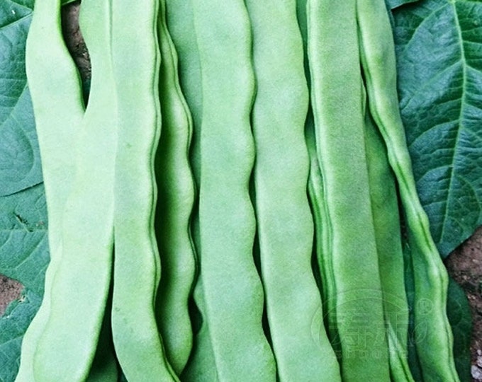 Super Stringless Flat Bean 超级绿龙王, Resistant to Both Cold and Hot ...