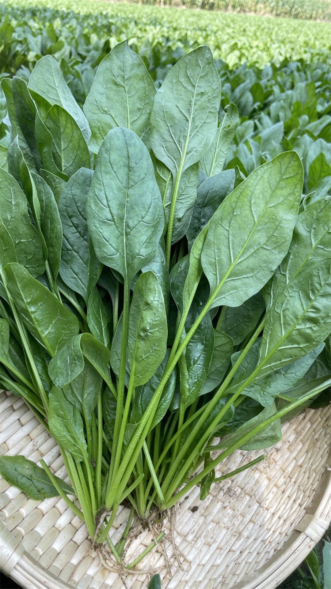 Traditional Chinese Spinach 3 Gram Seeds - Etsy