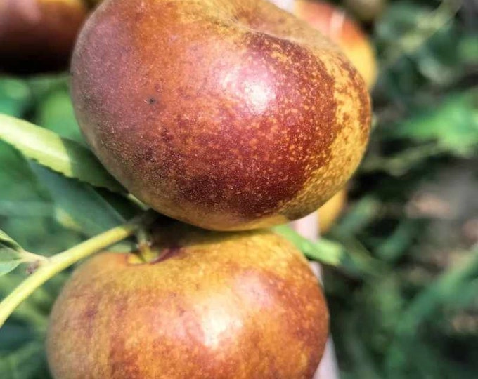Donut “panzao” Jujube Grafted Tree in Growing Bag. Don’t Ship to CA! - Etsy