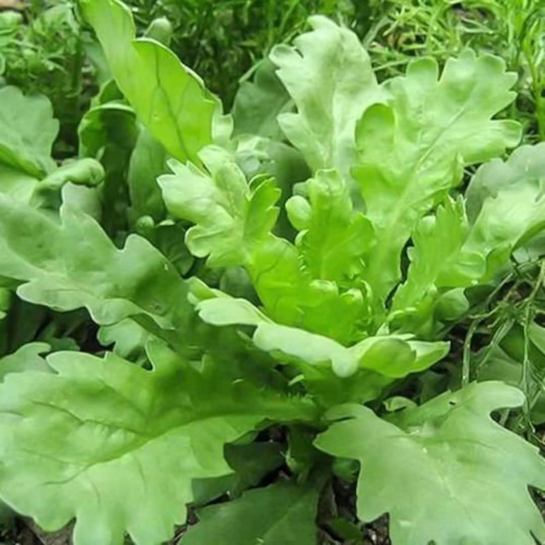 Big Leaves Tong Ho Seeds“大叶茼蒿”, at Least 4 Bags Seeds for Shipping, Mix ...