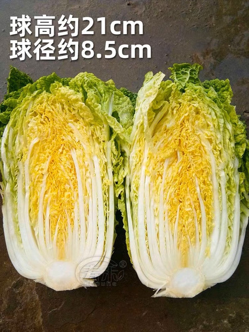 Korean Mini Napa Cabbage Seeds” 娃娃菜”,at Least Buy 4 Bags of Seeds in ...