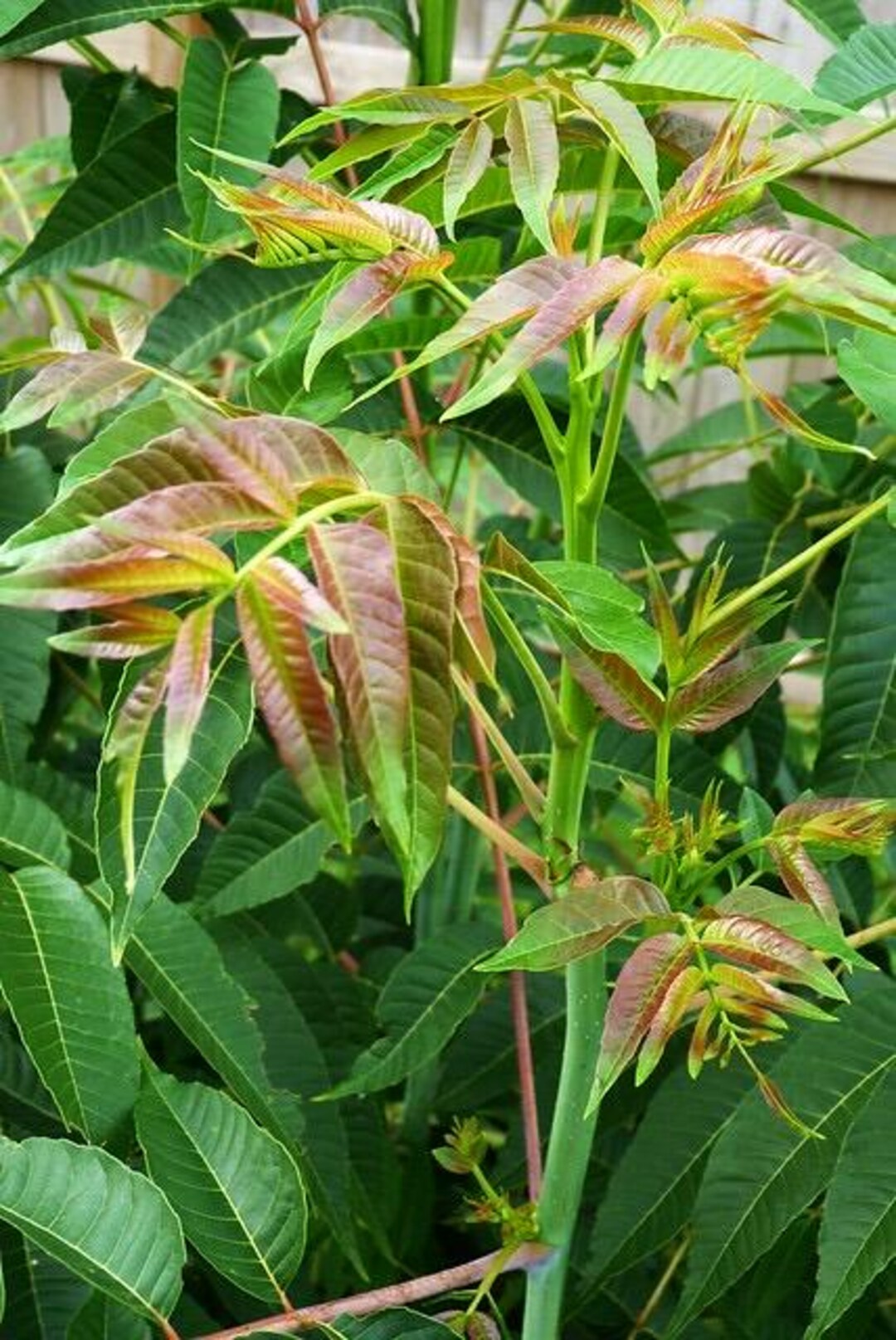Toona Sinensis，fragrant Spring Tree, 香椿树 . Don’t Ship to CA. - Etsy